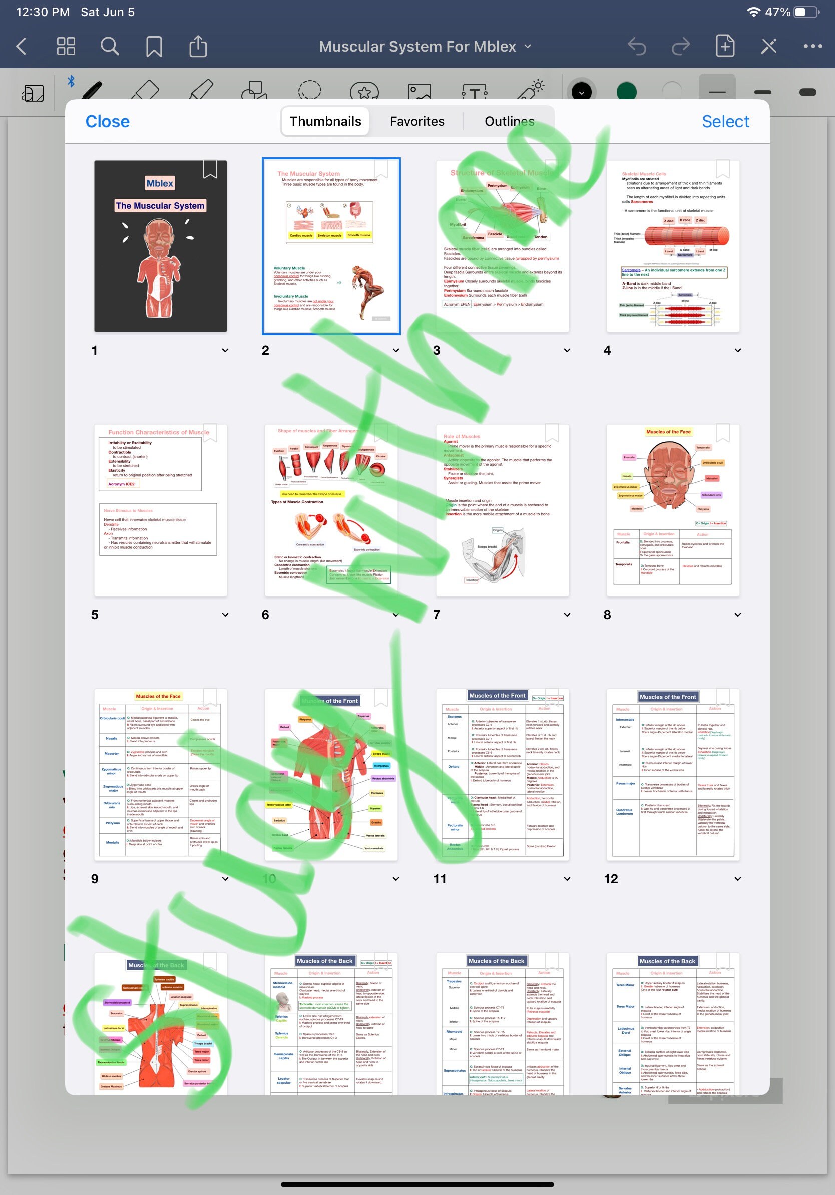 Muscular Anatomy Study Guide , Digital Book , - Etsy