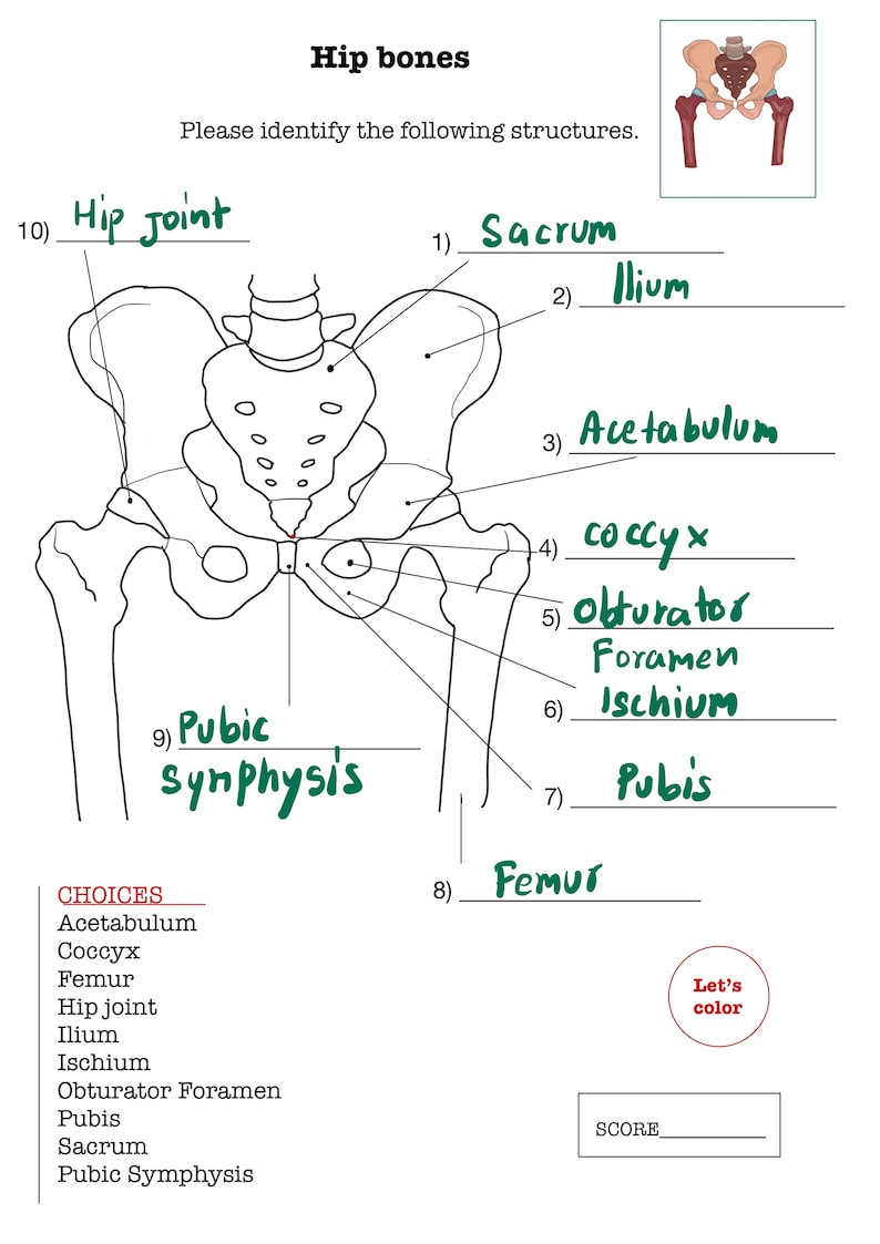 Human Skeleton Anatomy Practice Sheet, Printable - Etsy