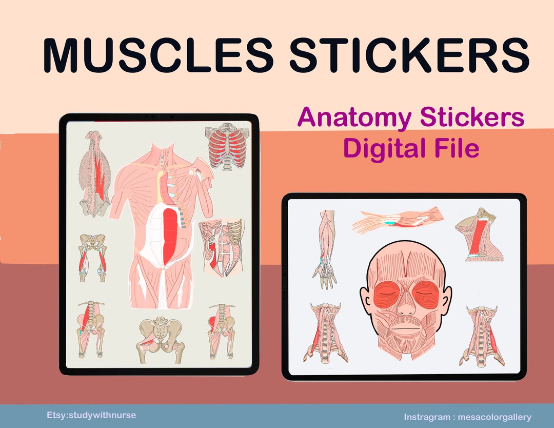 Human Muscular System Anatomy Sticker, Student Digital Planner ...