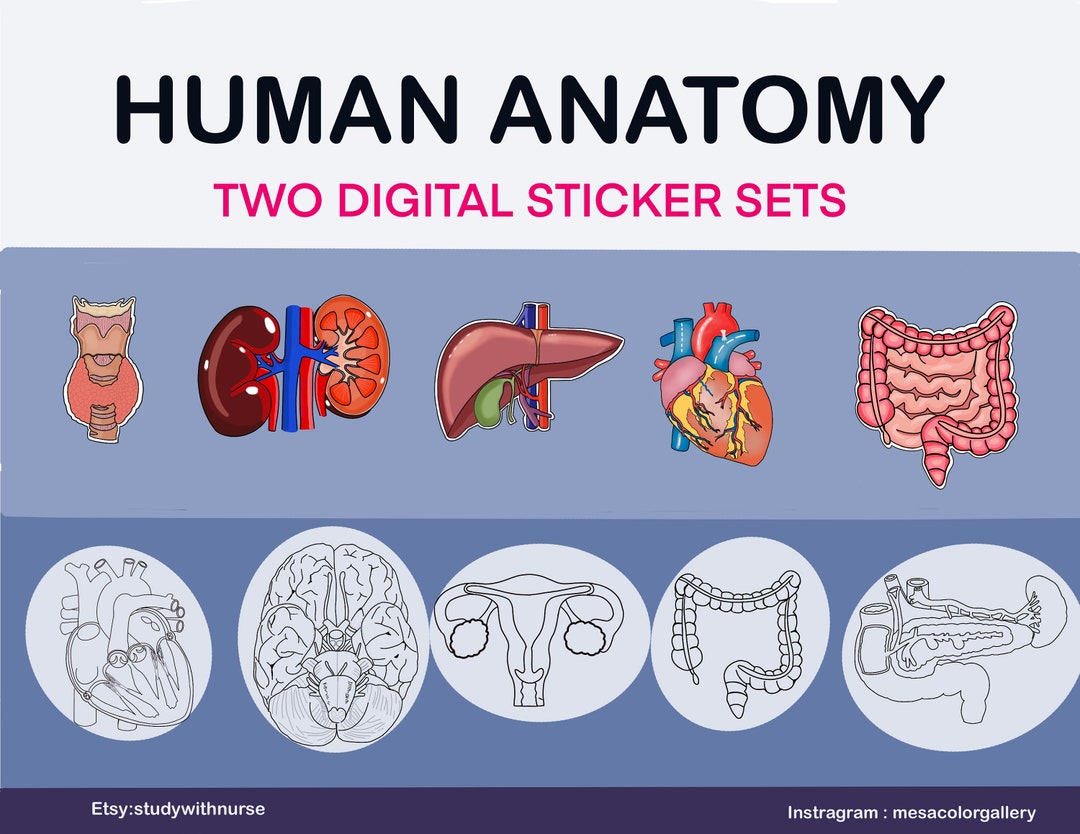 Human Anatomy, Internal Organs Sticker, Student Digital Planner ...