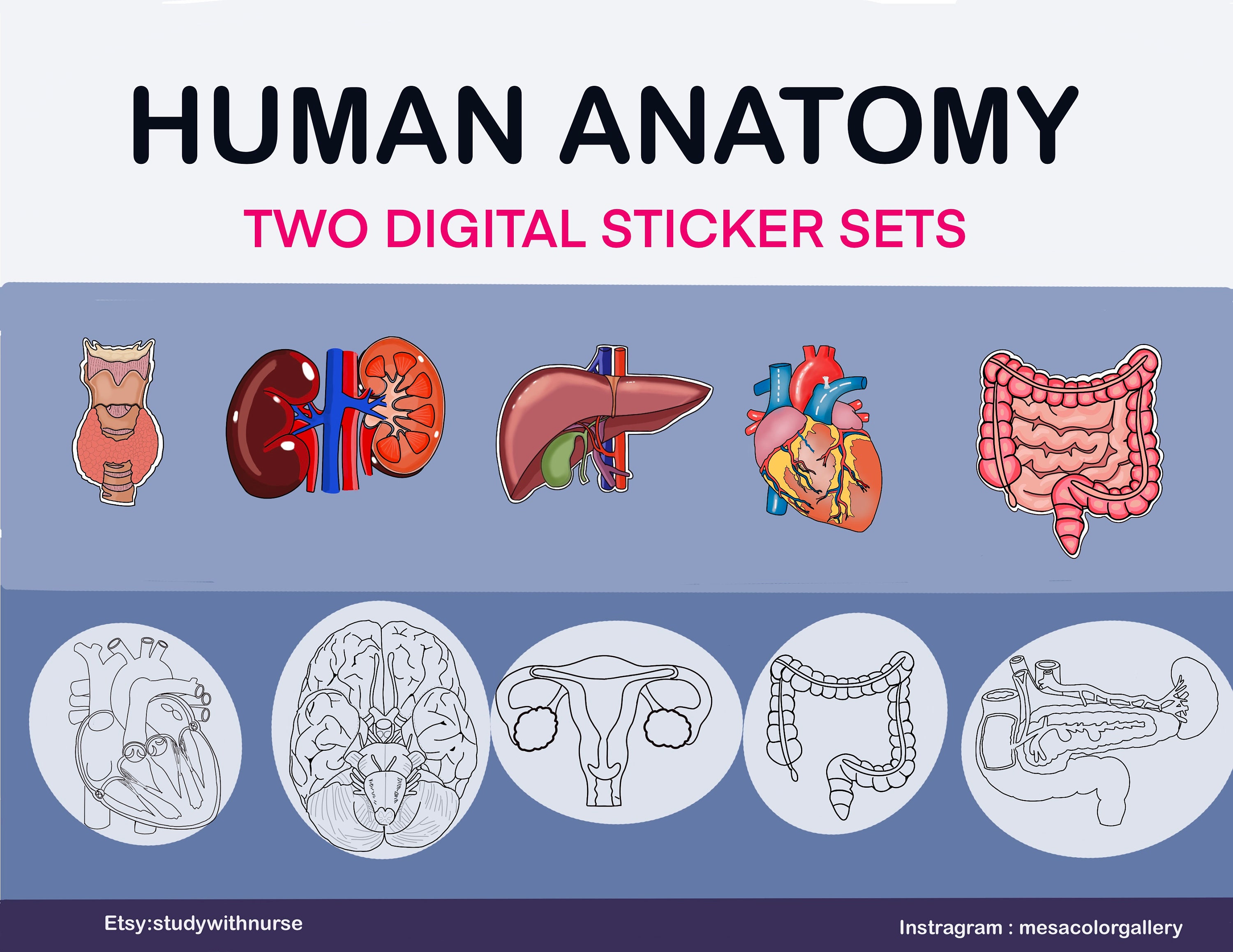 Human Anatomy, Internal Organs Sticker, Student Digital Planner ...