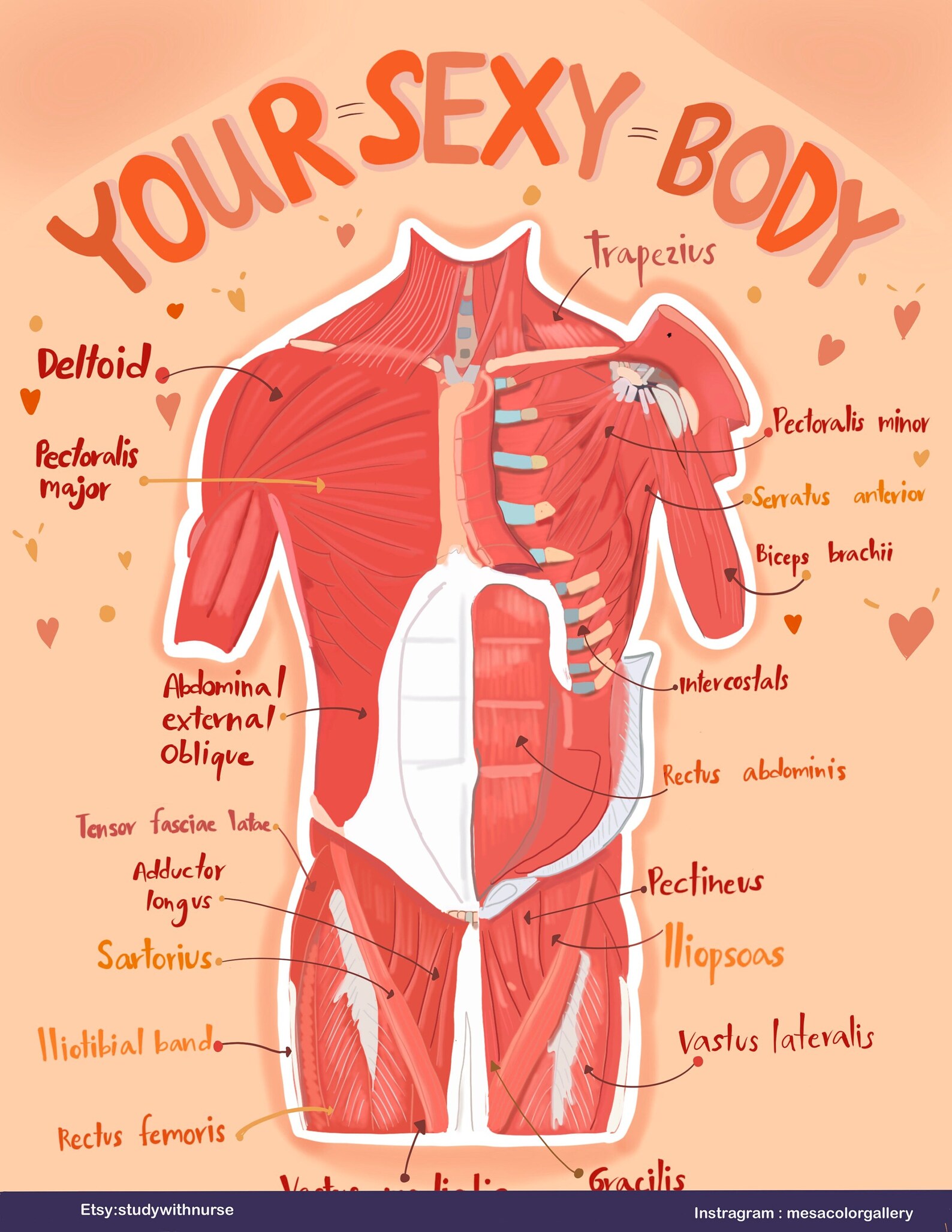 Human Muscles Anatomy Poster / Illustrations / Clinic Art - Etsy