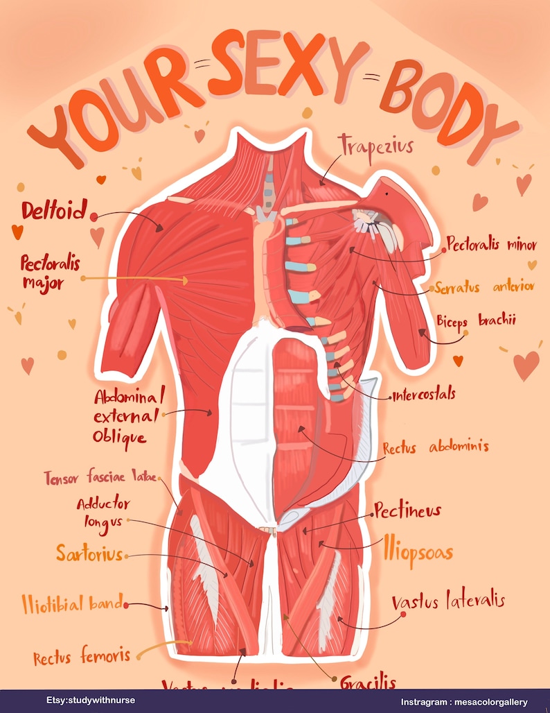 Human Muscles Anatomy Poster / Illustrations / Clinic Art Digital/ Wall ...