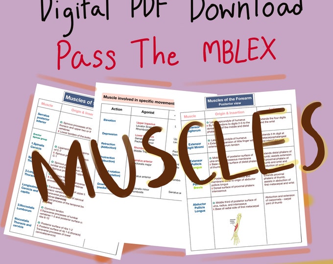 Muscle Actions Study Guide - Etsy