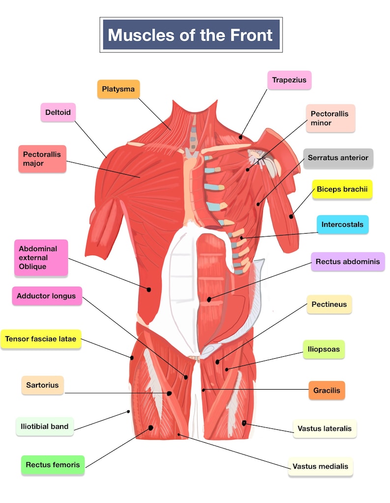 Muscular Action, Origin and Insertion - Etsy