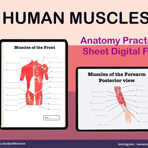 Human Muscles Anatomy Practice Sheet Printable - Etsy
