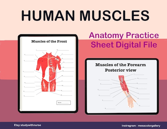 Human Muscles Anatomy Practice Sheet Printable - Etsy UK
