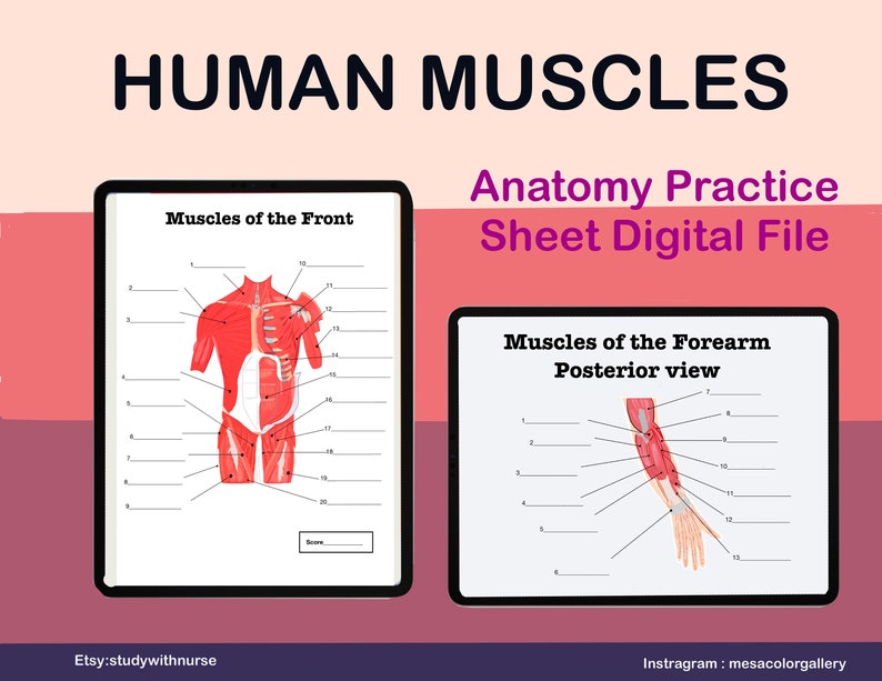 Human Muscles Anatomy Practice Sheet, Printable - Etsy