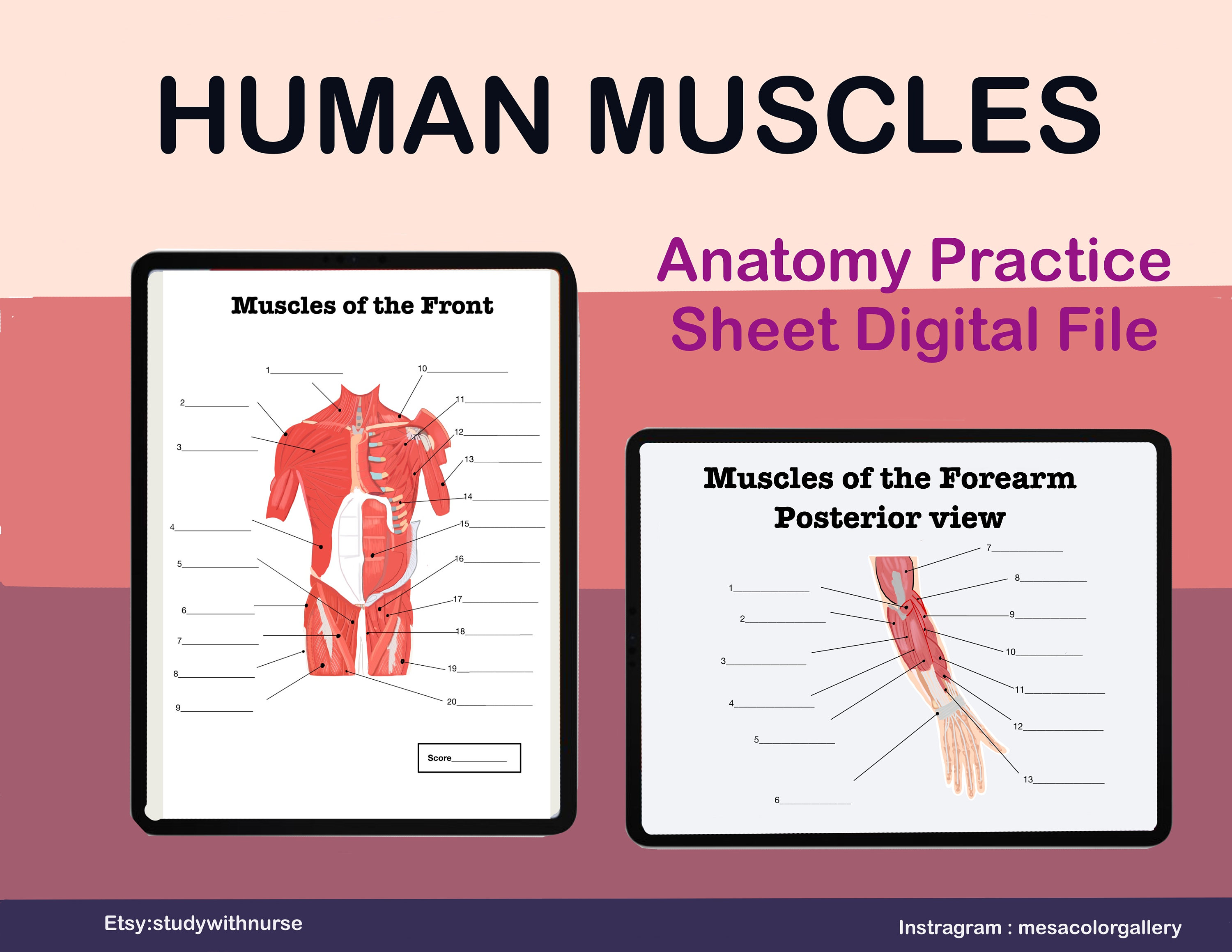 Human Muscles Anatomy Practice Sheet, Printable - Etsy