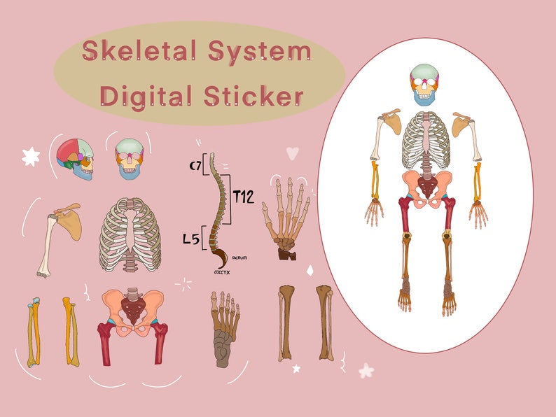 Human Skeletal System Anatomy Sticker, Student Digital Planner ...