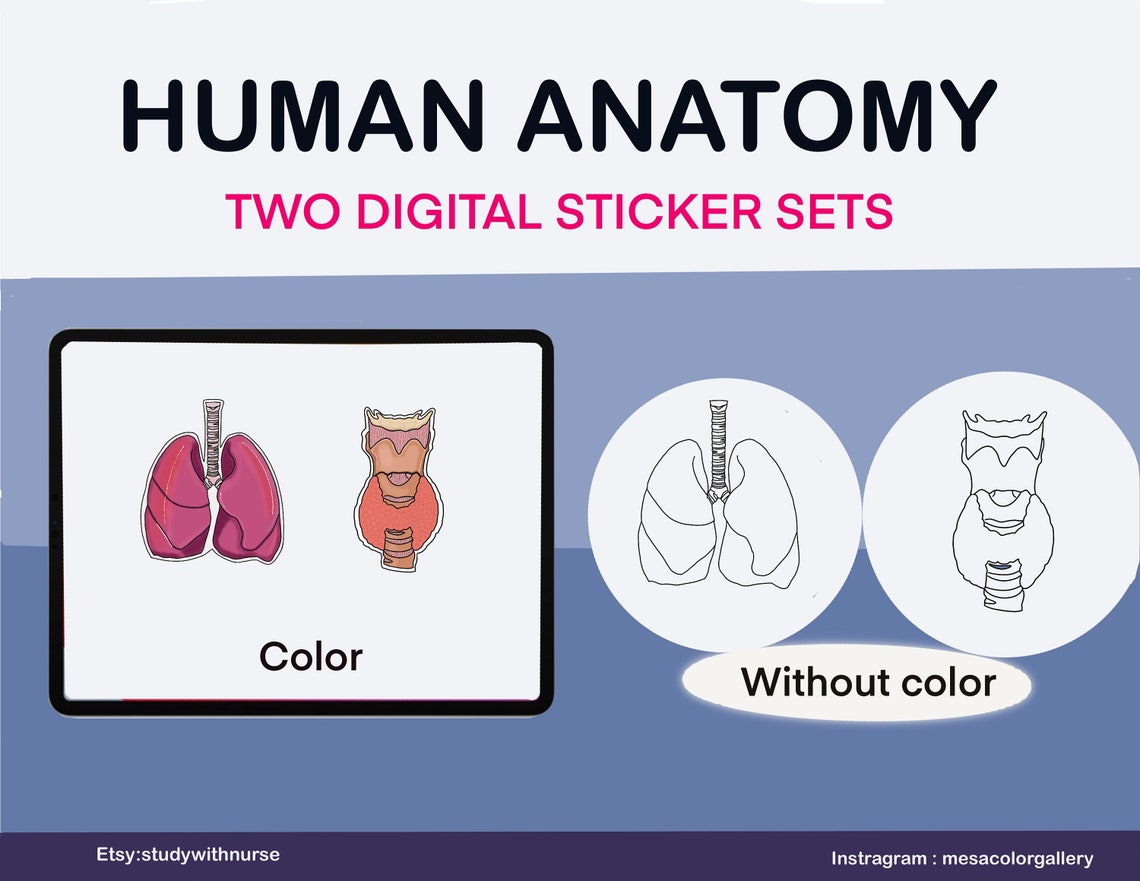 Human Anatomy, Internal Organs Sticker, Student Digital Planner ...
