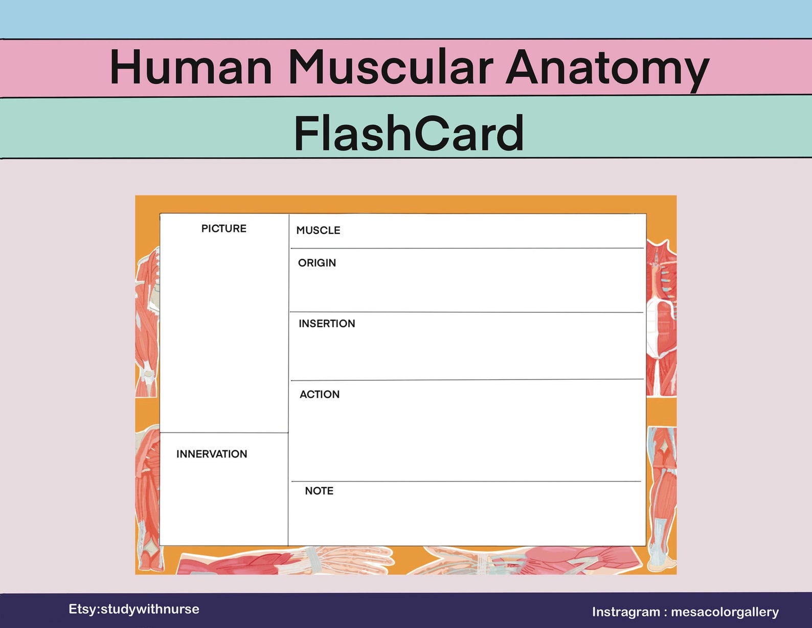 Human Muscles Anatomy Flash Card/ Anatomy Note/ Printable/digital ...