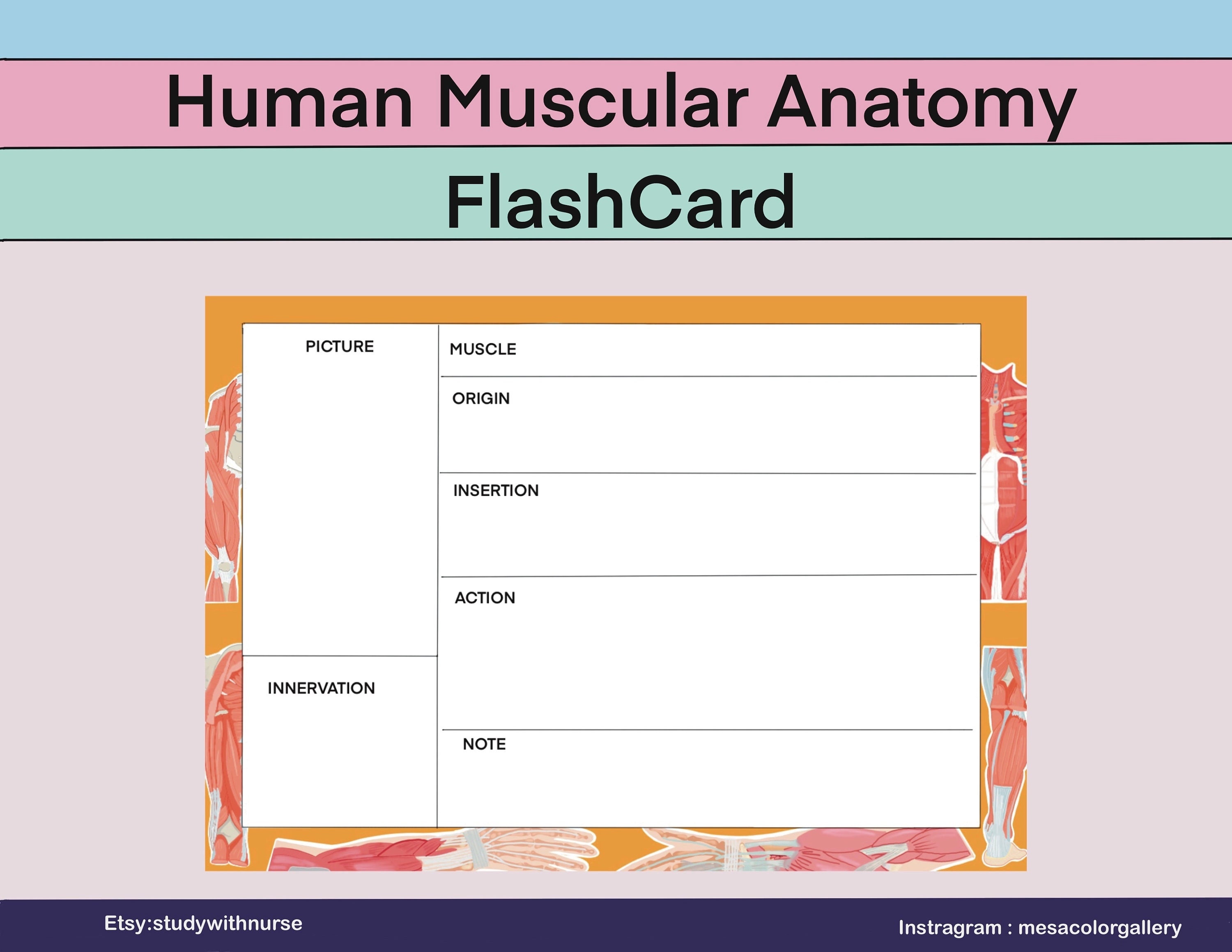 Label Anatomy Flashcards at Zane Murray-prior blog
