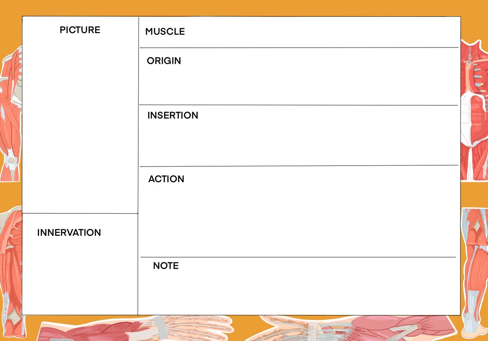 Human Muscles Anatomy Flash Card/ Anatomy Note/ - Etsy
