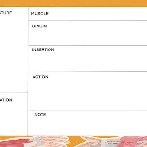 Human Muscles Anatomy Flash Card/ Anatomy Note/ Printable/digital ...