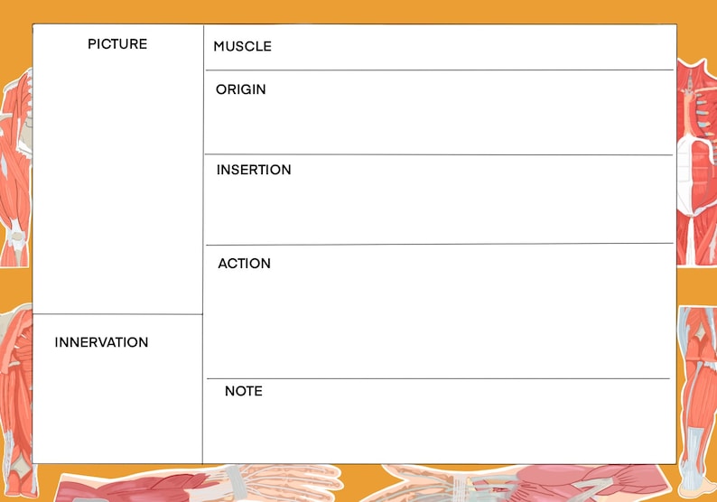 Human Muscles Anatomy Flash Card/ Anatomy Note/ Printable/digital ...