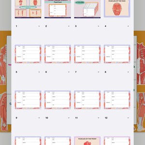 Human Muscles Anatomy Flash Card/ Anatomy Note/ Printable/digital ...