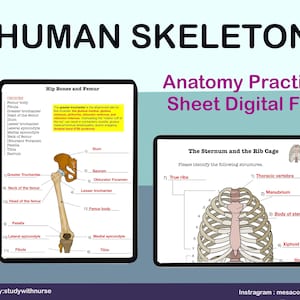 Human Skeleton Anatomy Practice Sheet, Printable - Etsy Canada
