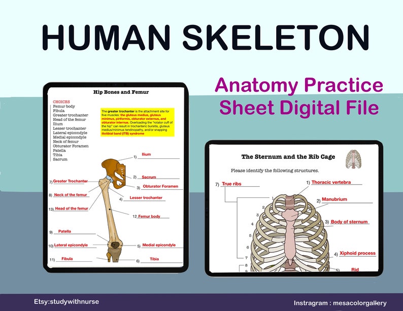 Human Skeleton Anatomy Practice Sheet, Printable - Etsy Canada