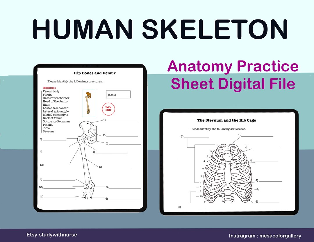 Human Skeleton Anatomy Practice Sheet, Printable - Etsy
