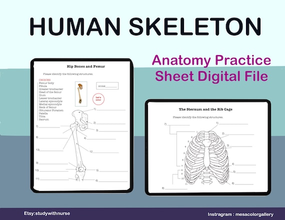 Human Skeleton Anatomy Practice Sheet Printable - Etsy UK