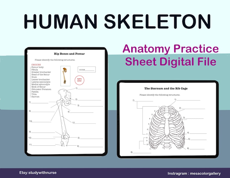 Human Skeleton Anatomy Practice Sheet, Printable - Etsy
