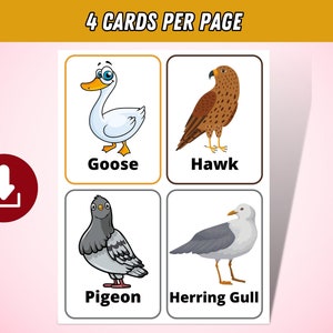 Printable Spring Birds Flash Cards | Springtime Montessori Cards ...