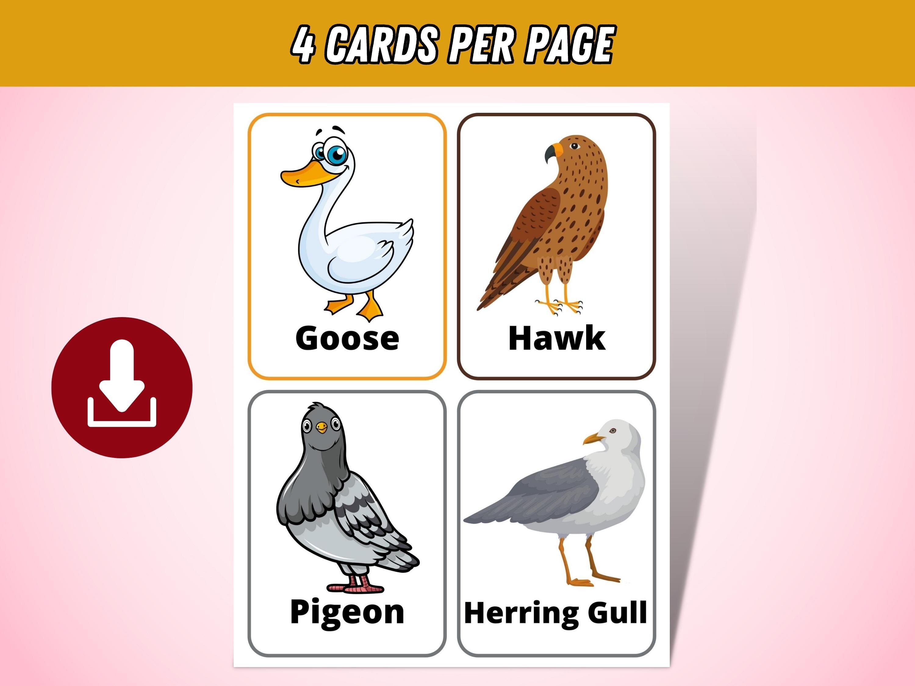 Printable Spring Birds Flash Cards Springtime Montessori Cards ...