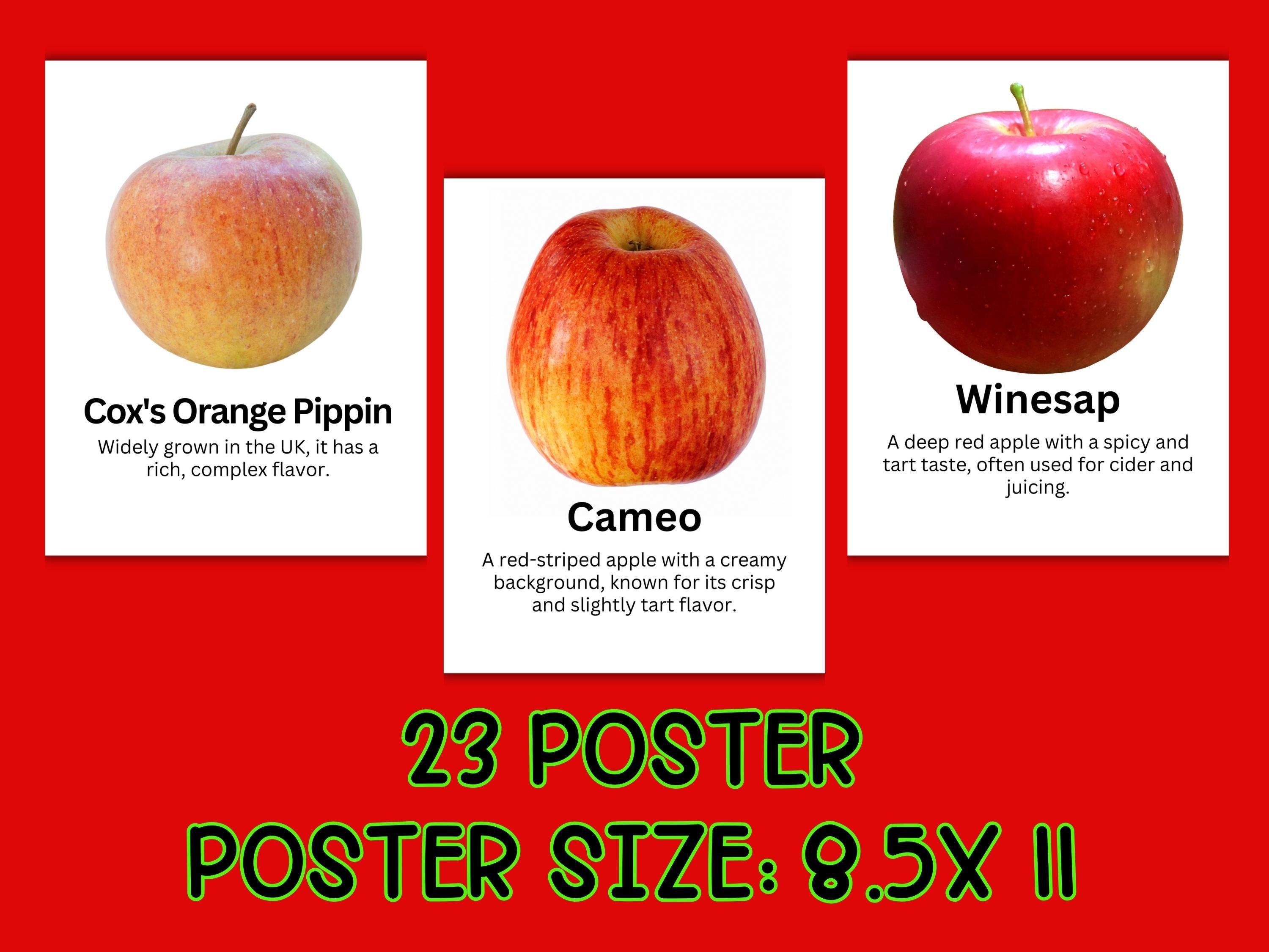 Complete Apple Learning Bundle: Coloring Pages Flashcards & - Etsy