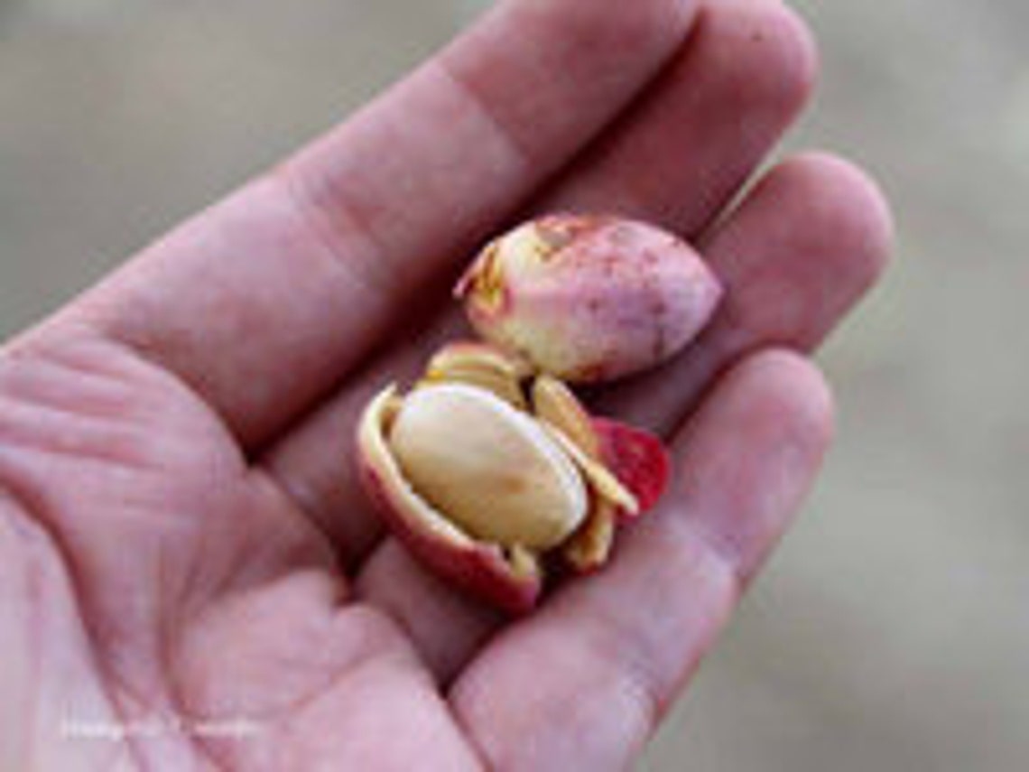 Santa Barbara Plain Un-salted Organic Pistachios, in the Shell ...