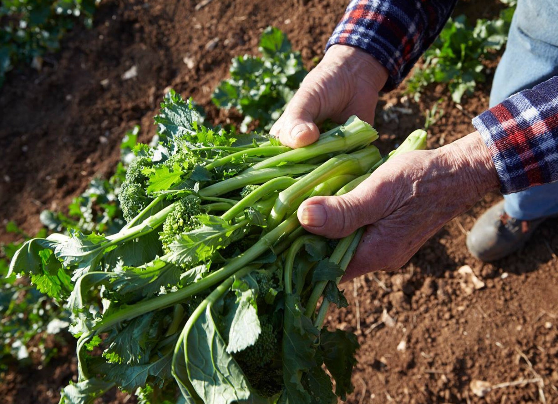 De Carlo Rapini Aka Broccoli Rabe Tops italy Jar - Etsy