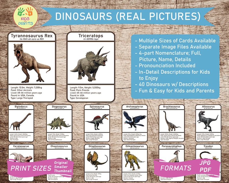 DINOSAURS (real Pictures) | 40 Montessori Cards | Flash Cards ...