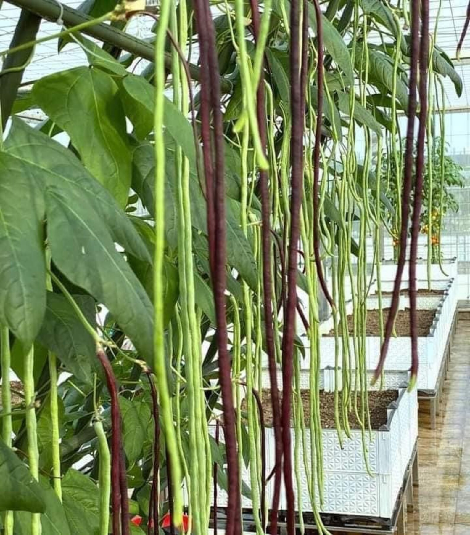 Yard Long Bean, Mix Seed (vigna Unguiculata Subsp Sesquipedalis) Red ...