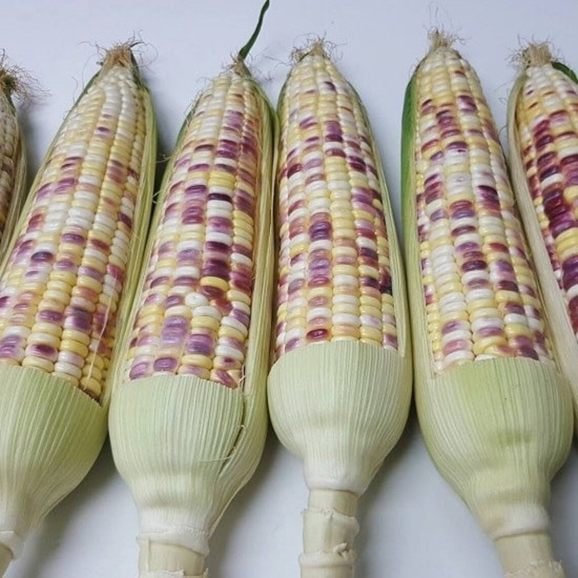 2 Bags of Waxy Corn Vietnamese Bap Nep Cam Hong Sticky Corn Seeds ...