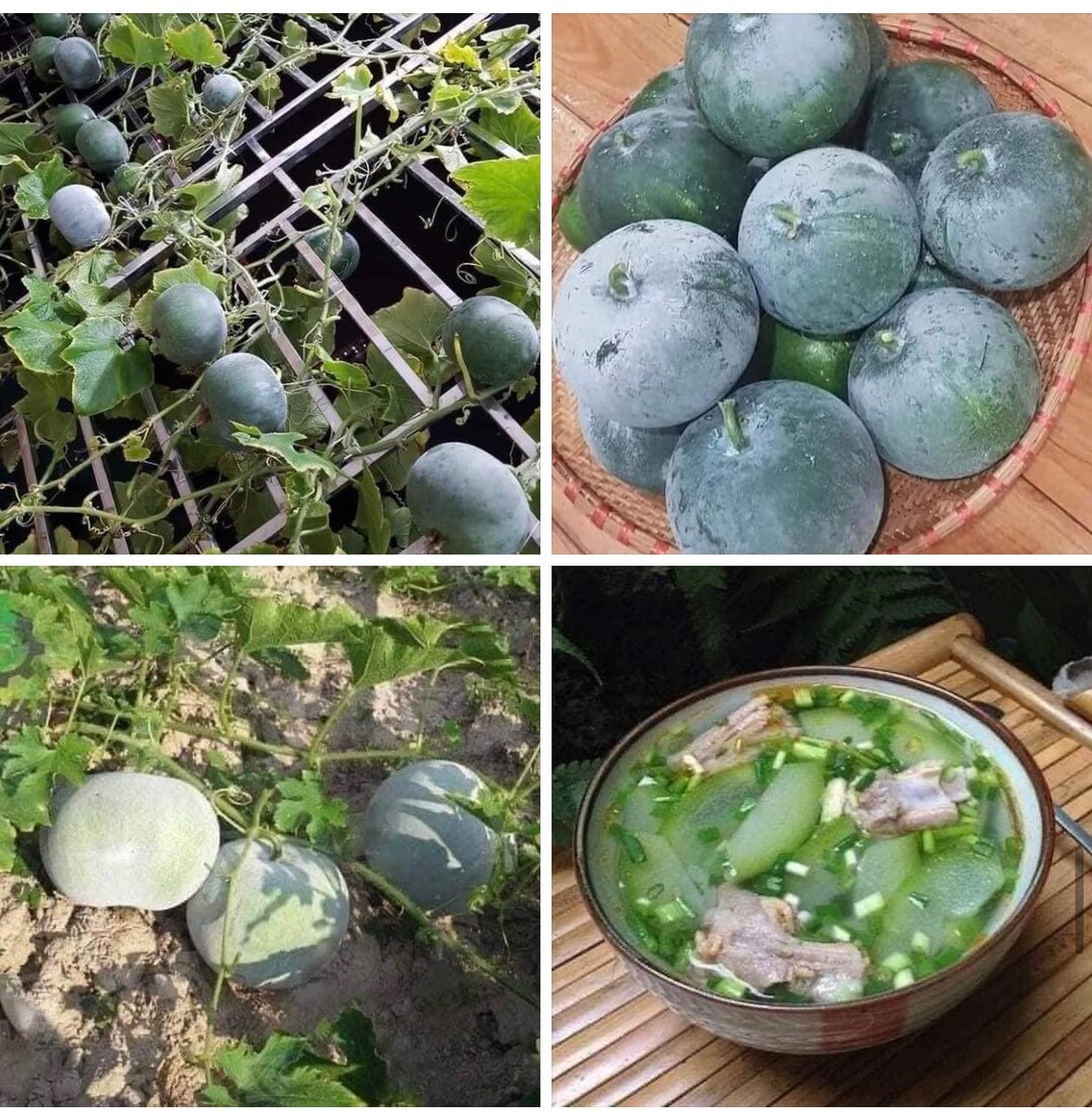 20 Seeds Jade Dark Green Tinda Gourd, Apple Gourd, Indian Baby Pumpkin ...