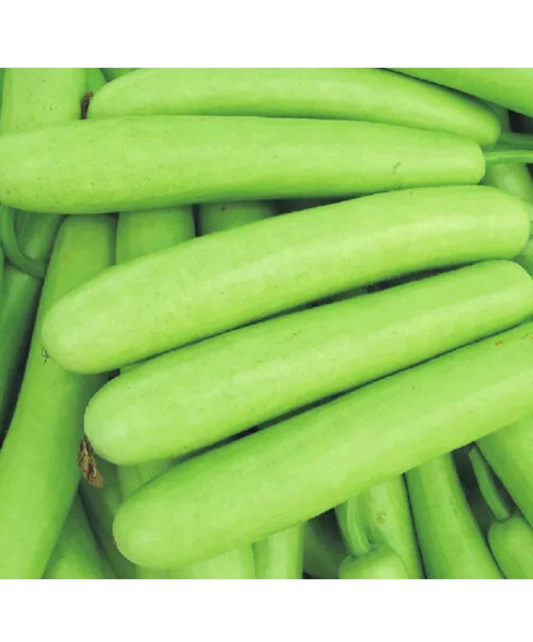 100% Organic Calabash Long Bottle Gourd Seeds Po Gua, Dudhi, Lauki 10 ...