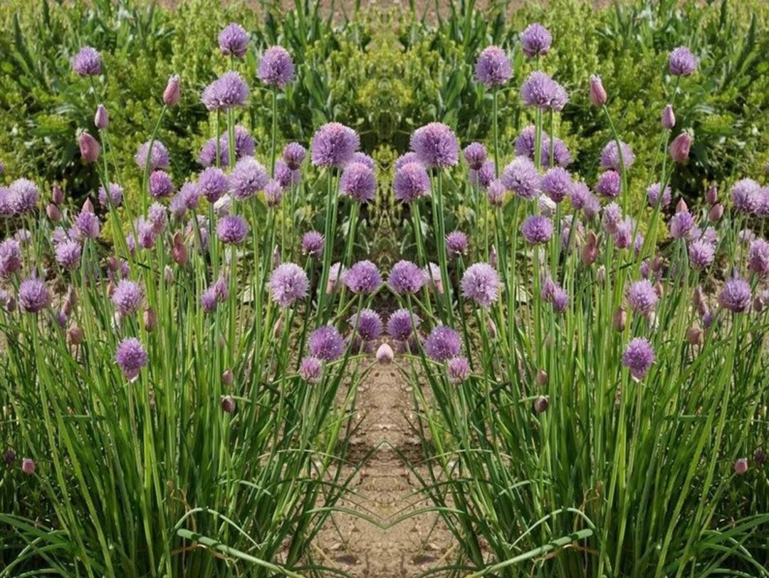 500++ Chives Heirloom Herb Seeds - Etsy
