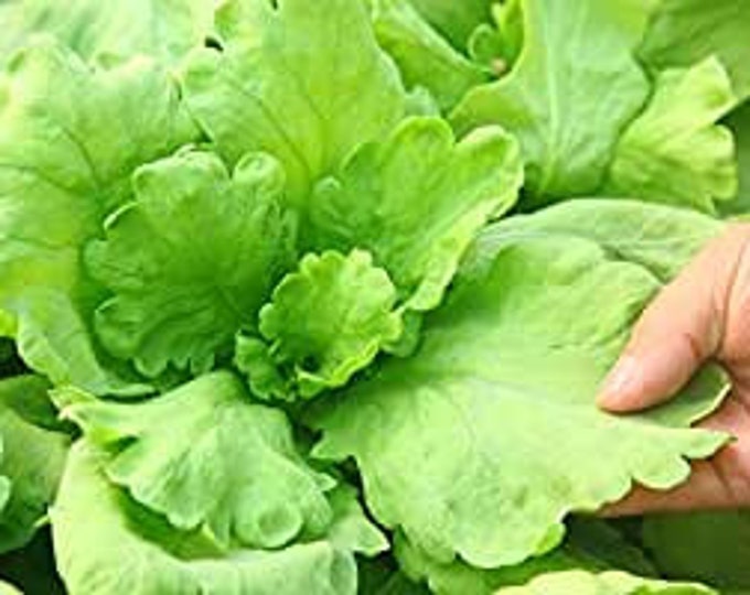 Lager Tiger Ear Leaf Chinese Garland Chrysanthemum,tong Ho Herb & Veg ...