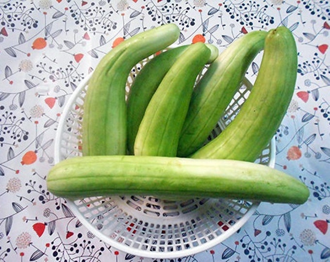 30 Seeds Pickling Melon Seeds Dưa Gang Làm Dưa Mắm Miền Trung - Etsy