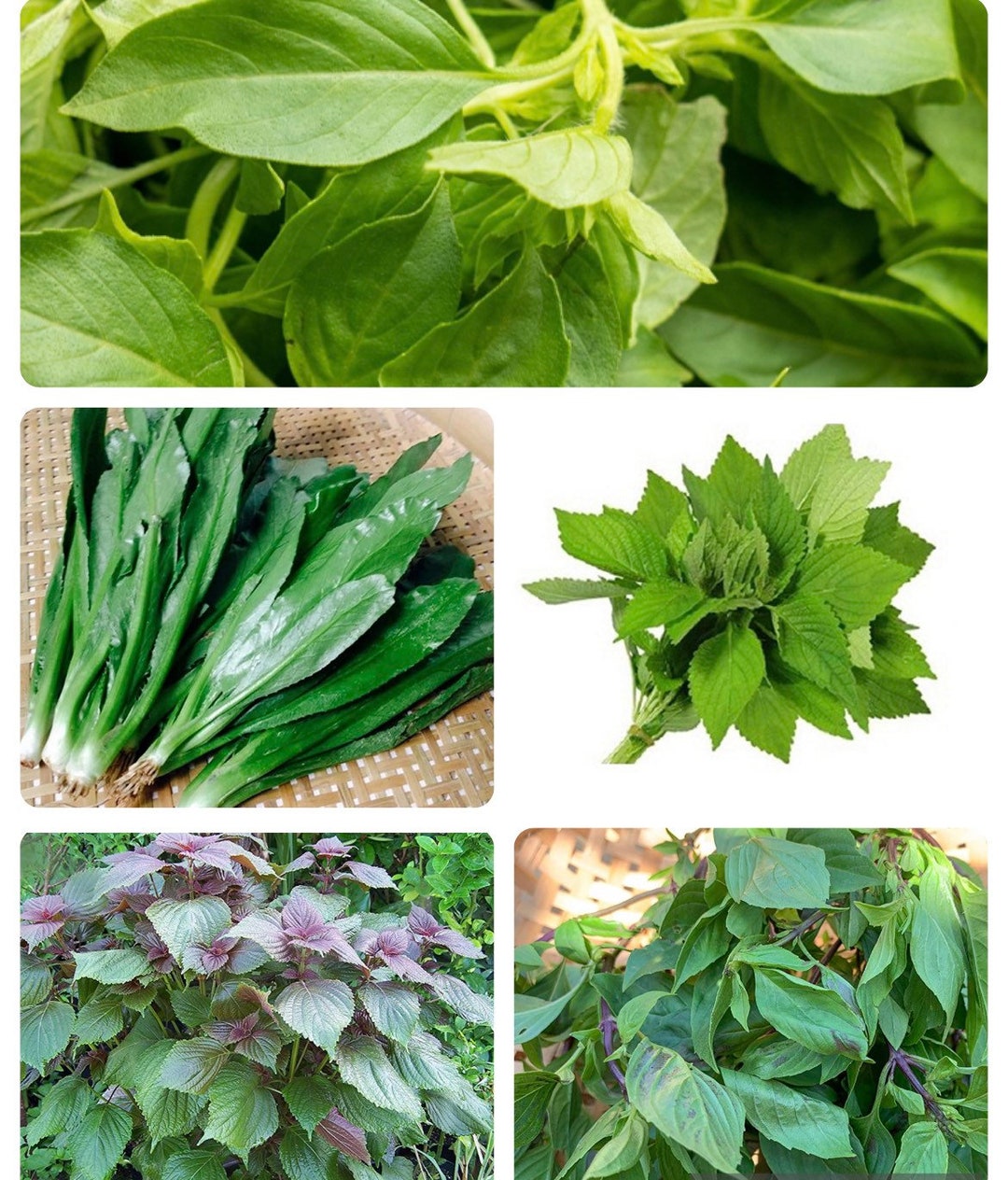 5 Vietnamese Herbs Seed: La E, Ngo Gai Culantro, Kinh Gioi, Tia To, Que ...