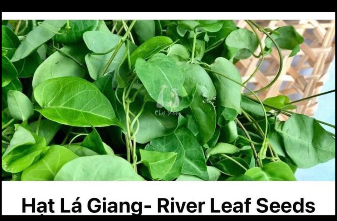 5-28 Hạt Giống Lá Giang Sour Soup Creeper(lá Giang), River Leaf ...