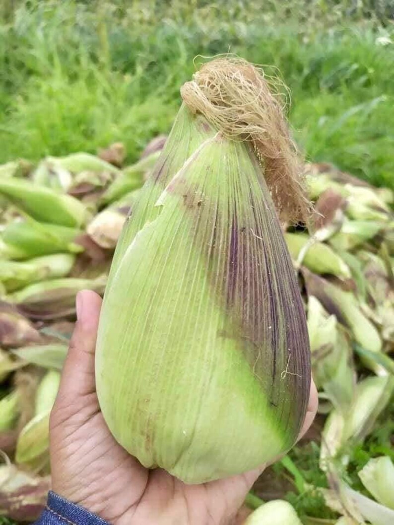 ON SALE - 0.5oz ~ 50+ Seeds Round White Sticky Waxy Corn Glutinous ...