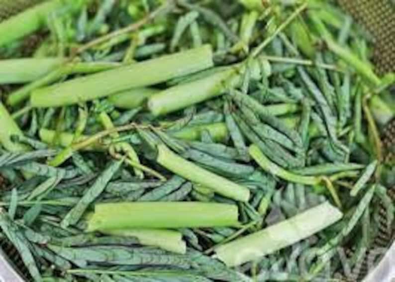 Water Mimosa Seeds Hạt Rau Nhút -rau Dút-rau Rút - Water Mimosa Seeds ...