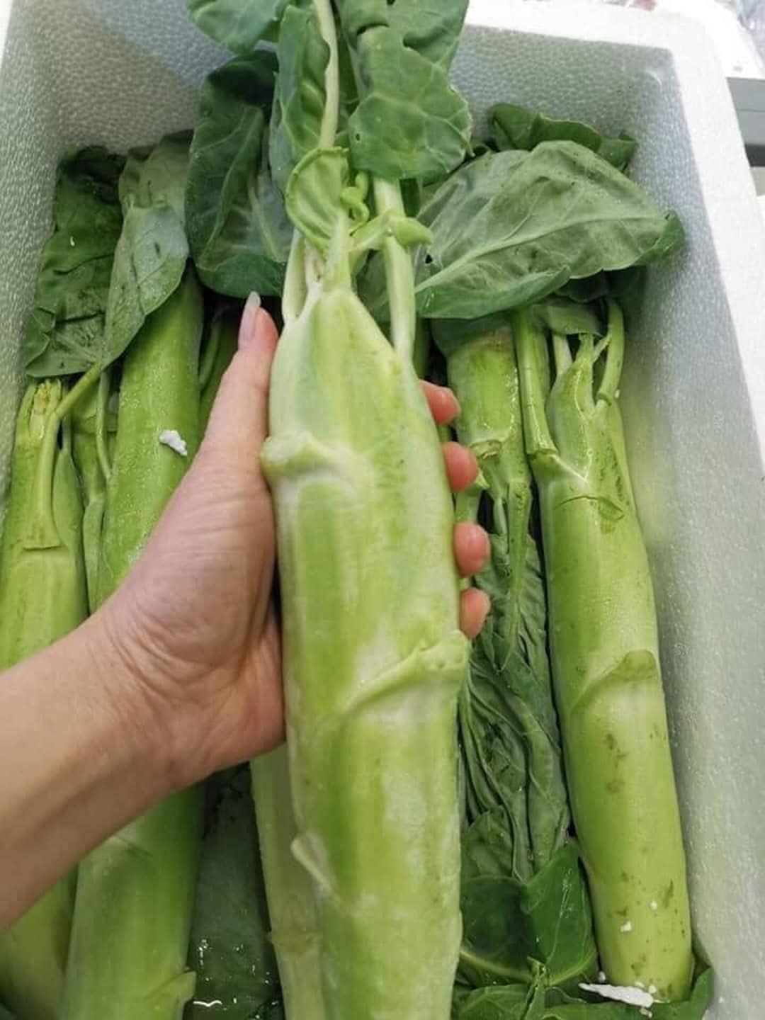 750 - Extra Large Huge Stem Gai Lan Seeds Cải Làn Than Lon Big Sum ...
