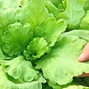 Rau Tần Ô-cải Cúc + Medium Serrated Tong Ho Seeds; 中切葉茼蒿 4oz Tong Ho ...