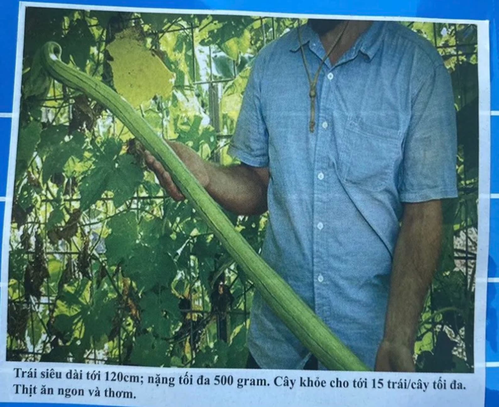 Extra Long Luffa Gourd Seeds USA Asian Chinese Okra Loofah - Etsy