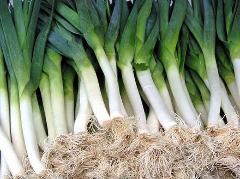 200+king Richard Leeks Seeds Organic Non-gmo Spring/fall Garden/patio ...