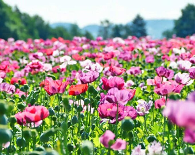 5000 Seeds New Afghan Poppy Mixed Colors Papaver Pink Purple White ...