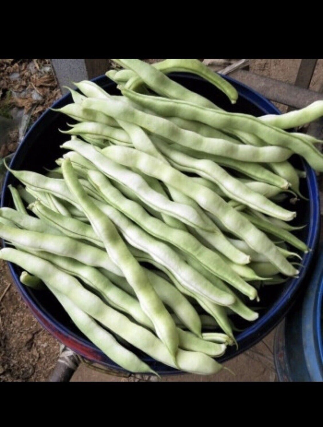60 Seeds BAI BU LAO 95% Germ Chinese Romano Pole Bean 九粒白 白不老 架芸豆 Phaseolus Vulgaris Favorite ...