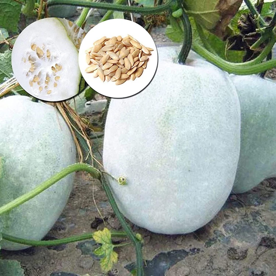 250+ Indian Ash Gourd, Wax Gourd White Winter Melon Seeds for Planting ...